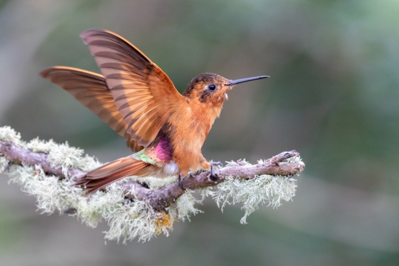 Primeros hallazgos sobre la anidación de dos especies de colibríes de ...