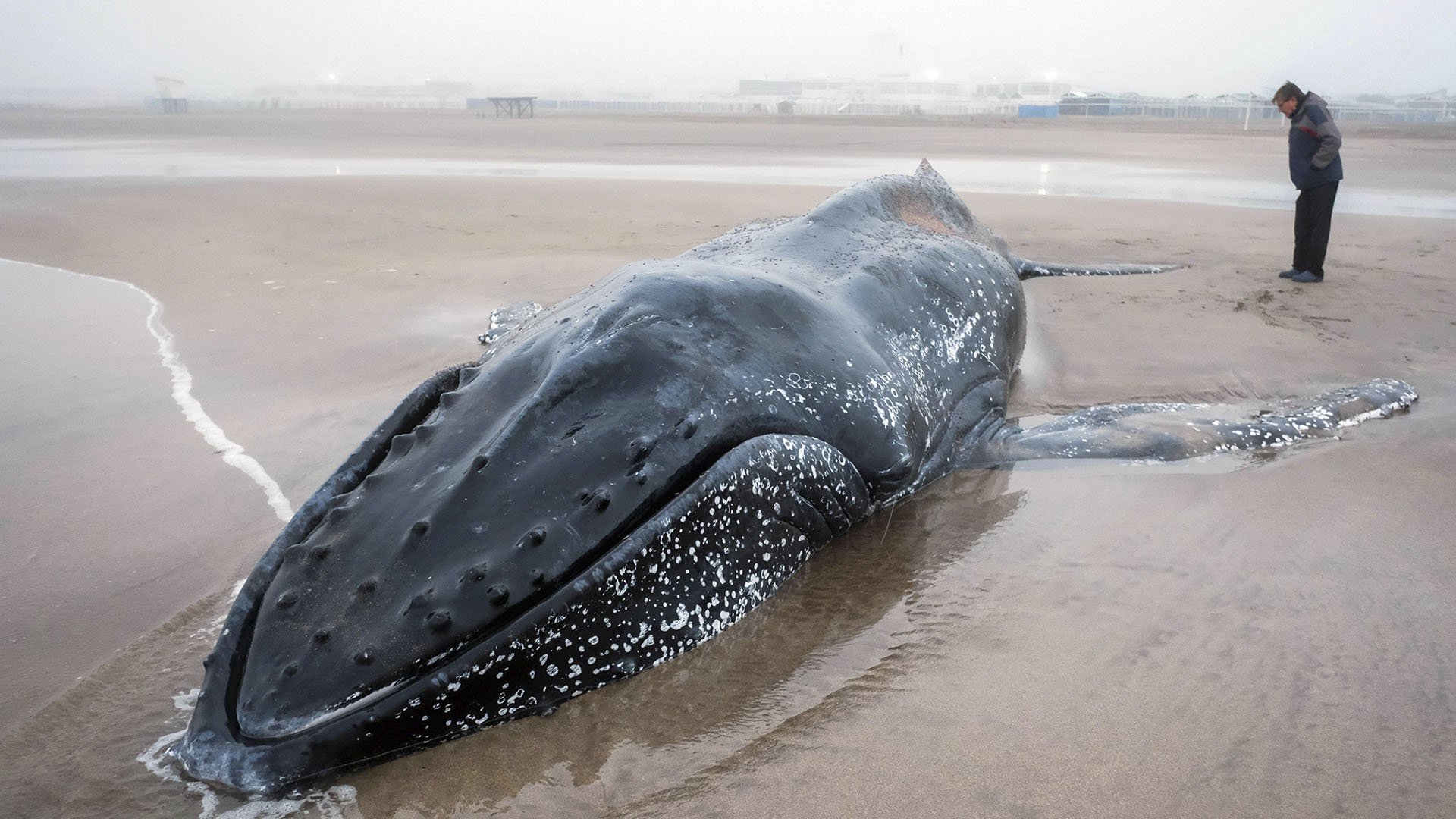 Ballena encallada en zona costanera de Puerto Escondido, Córdoba murió ...